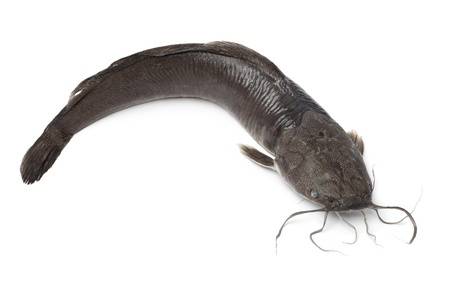 Jaké víno k rybě: Průvodce snoubením na GourmetSpirit.cz