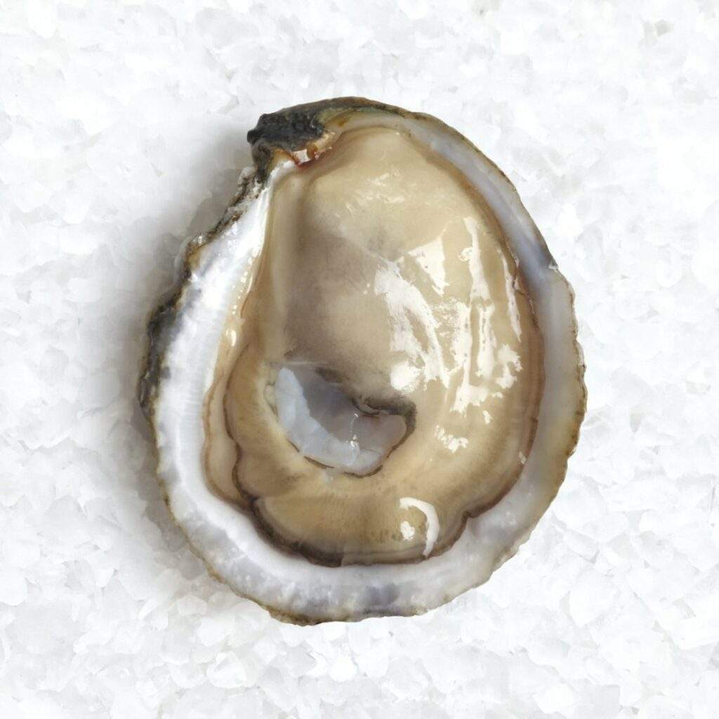 Ústřice a co k nim pít? Záleží na jejich úpravě i druhu - GourmetSpirit.cz